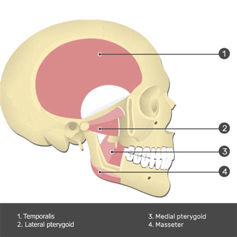 Lateral Pterygoid Muscle Attachements And Function Artofit
