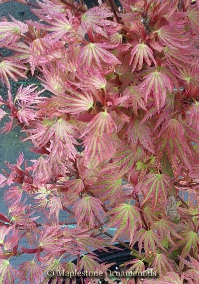 Abigail Rose Japanese Maple Showing Spring Color