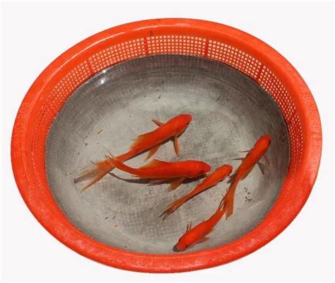 Polymer Js Composite Waterproof Coating Js Cement Building Coating