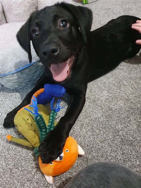 Meet Mouse Scrolller