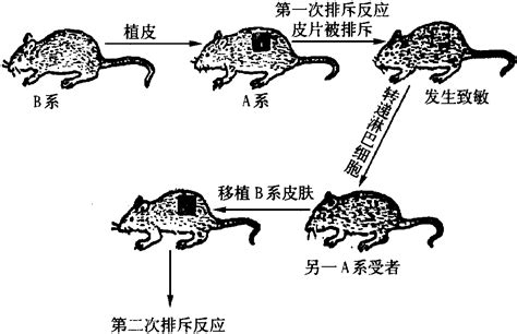移植免疫的比较病理研究 比较医学