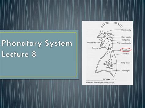 Ppt Phonatory System Lecture 8 Powerpoint Presentation Free Download
