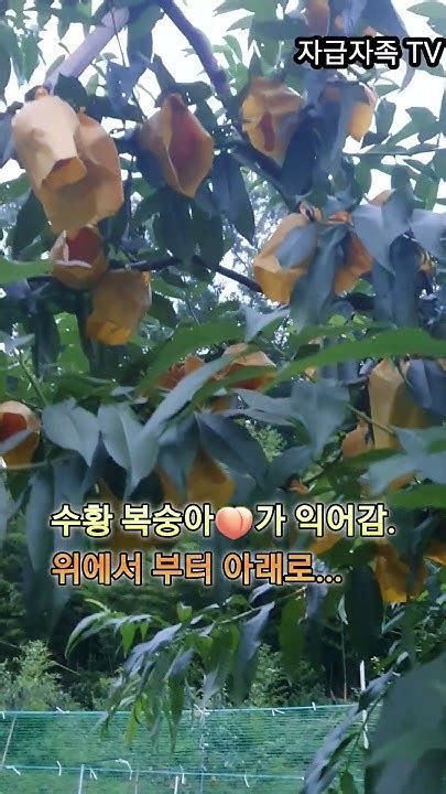 수황 복숭아🍑가 봉지가 터지고 있어요 복숭아 수황 금황 Youtube