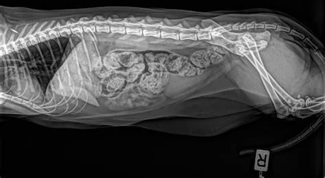 Cat Constipation X Ray At Maddison Pickworth Blog