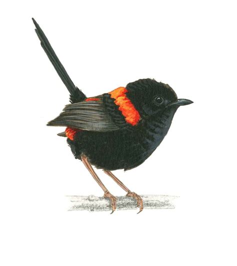 Meet The Fairywrens The Fairywren Project