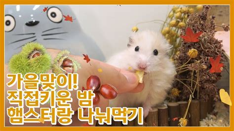 햄토피아 가을맞이🍂햄스터랑 밤 나눠먹기🌰 햄스터 간식 먹방 Youtube