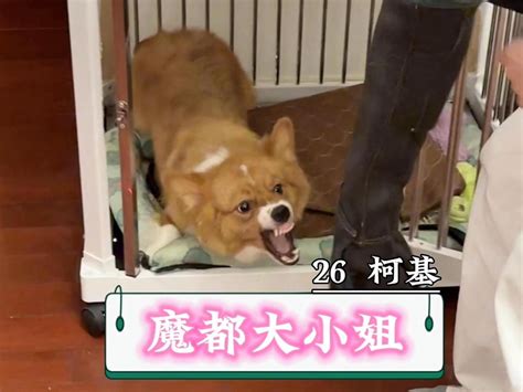26的第一节亲子课下 上海小梁训犬 上海小梁训犬 哔哩哔哩视频