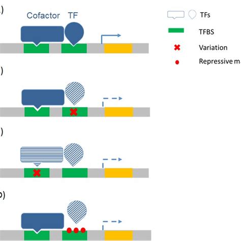 5 Schematic View Of Tf Binding Alteration A Tf Binding Events In A