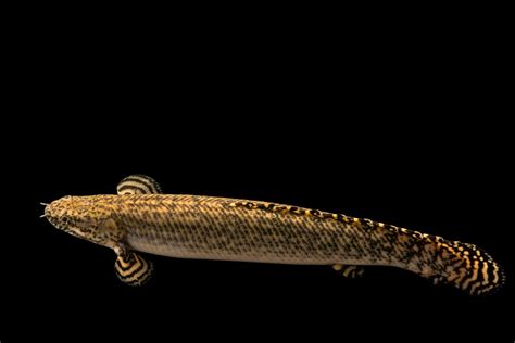 Polypterus Ornatipinnis Size