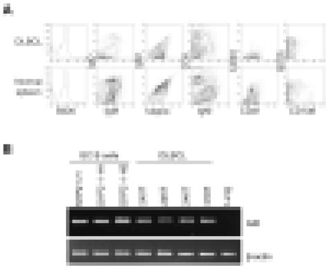 Dlbcl Immunophenotype In S1p 2 − − Mice A Surface Immunophenotype By Download Scientific