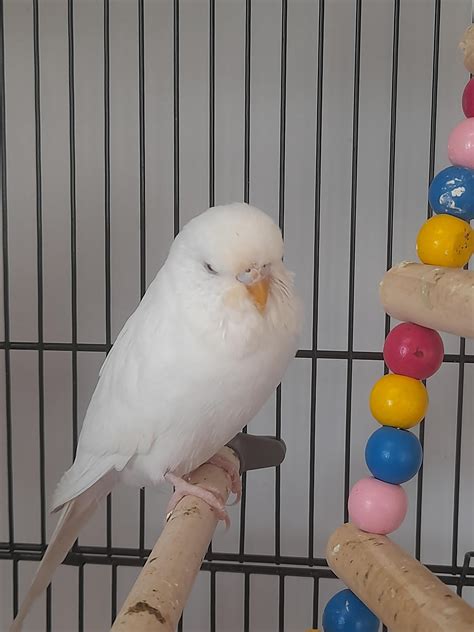 Asking Again Because Im Still Not Sure The Sex 😅 Rbudgies