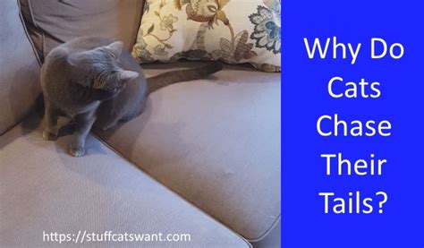 Why Do Cats Chase Their Tails