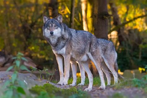Different Types Of Wolves 36 Extant And Extinct Species