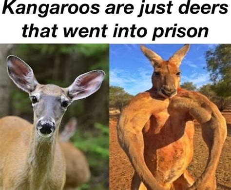 Kangaroos Are Just Deers That Went Into Prison Ifunny Brazil