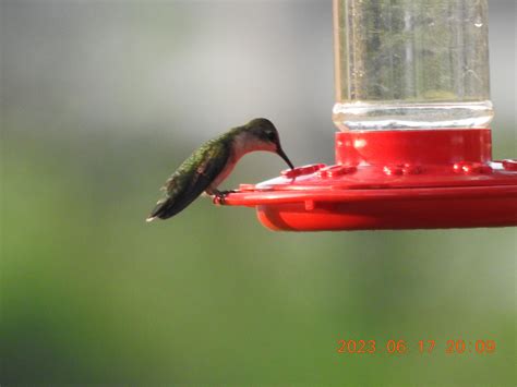 Ruby Throated Hummingbird Birdforum