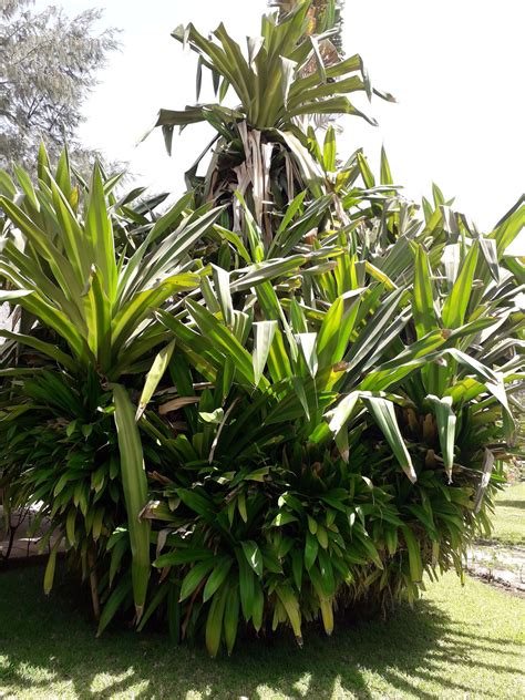 Pandanus Dubius Spreng Plants Of The World Online Kew Science