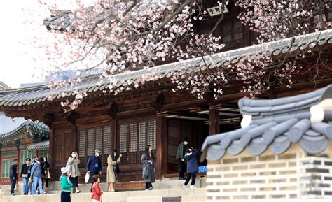 [포토] 덕수궁 석어당에서 즐기는 봄