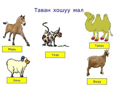 таван хошуу мал