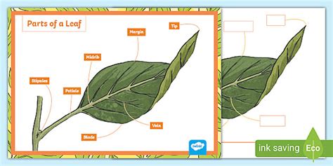 Parts Of A Leaf Labelling Activity
