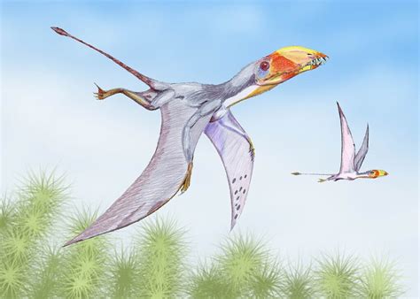 Dimorphodon The Weird Looking Flyer Of The Early Jurassic