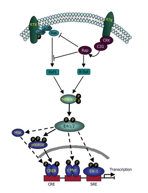 Erk Inhibitor And Erk Signaling Pathway Boc Sciences