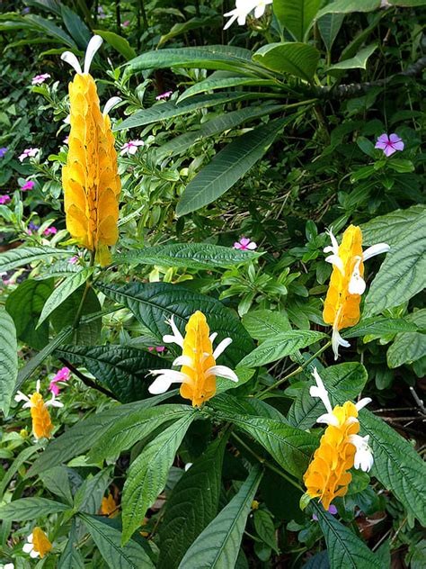 The Most Gorgeous Yellow Tropical Flower For Your Garden Dengarden