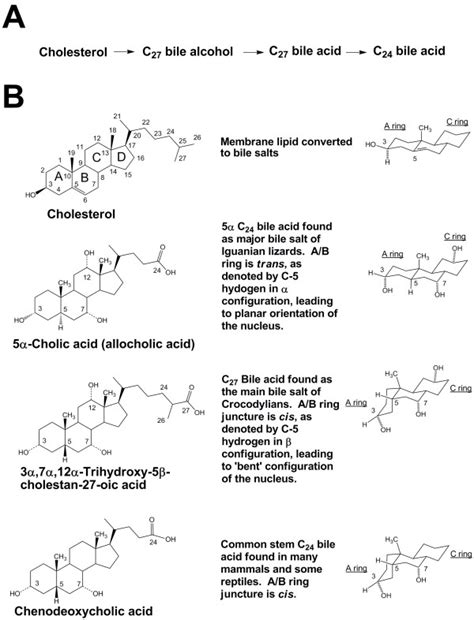 Bile Salt Structure