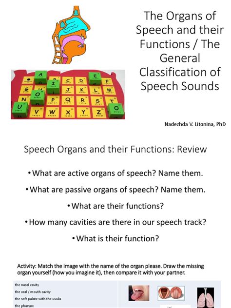 Functions Of Organs Of Speech Pdf Speech Consonant