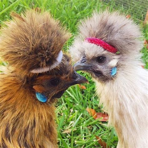 Image Result For Silkie Chickens With Headbands Razas De Pollos