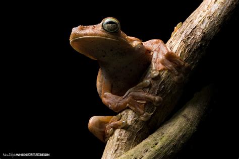 Adrian Delgado Insearchpk