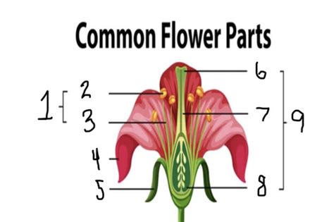 2023 Reg Biology Ch 22 Quiz Flashcards Quizlet