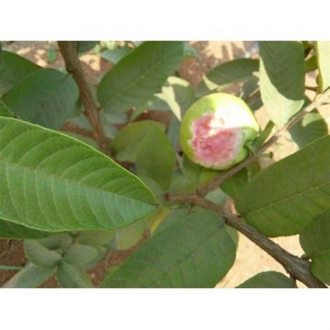 Taiwan Pink Guava Plant At Rs 150piece Sardhana Id 22483333062