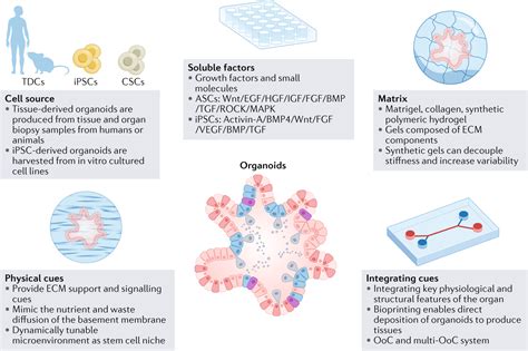 Organoids « Wang Lab