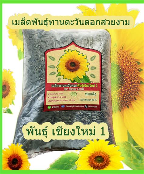 เมล็ดพันธุ์ดอกทานตะวันดอกใหญ่ ปลูกดอกสวยงาม สายพันธุ์เชียงใหม่1 บรรจุ 1 ขีด Th