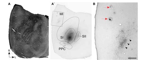 Figure 1 From Rat Whisker Motor Cortex Is Subdivided Into Sensory Input And Motor Output Areas