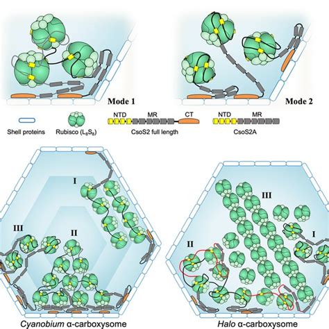 Structure And Organization Of Rubisco Within Native Cyanobium