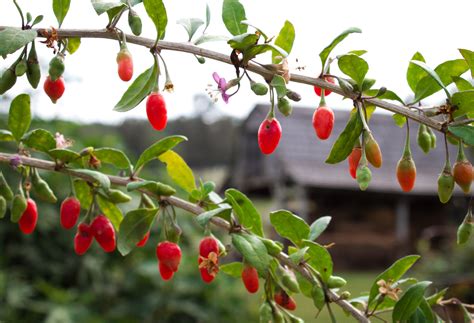 History Of The Goji Berry Ancient Plant Super Berry