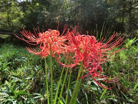 Red Spider Lily
