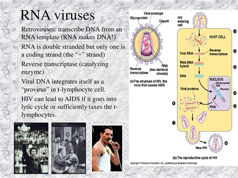 Microbial Models The Genetics Of Viruses And Bacteria Ppt Download