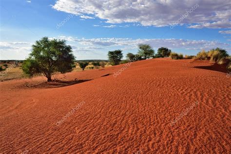 Kalahari Desert Sunset