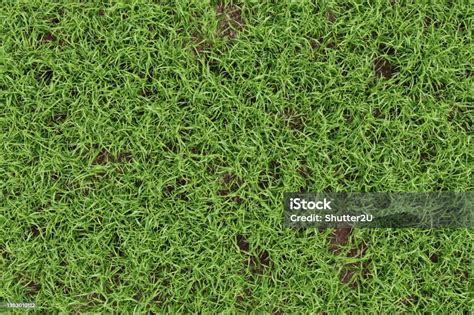 녹색 잔디 텍스처 배경을 닫습니다 자연과 환경 배경 개념 3d 일러스트 렌더링 0명에 대한 스톡 사진 및 기타 이미지 0명 3차원 형태 경기장 Istock