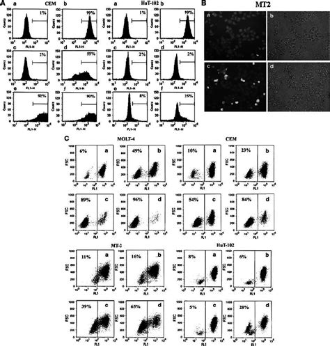Ps 341 Induced Apoptosis In Htlv I Positive And Negative Malignant T