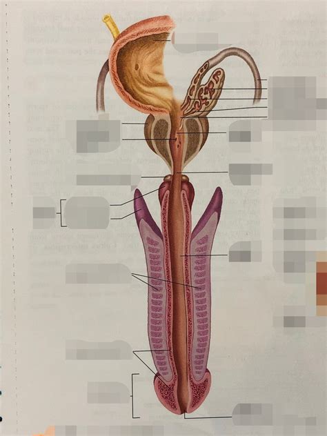 Diagram Quizlet