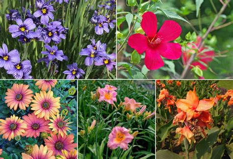 Plants For Zone 9a Uk