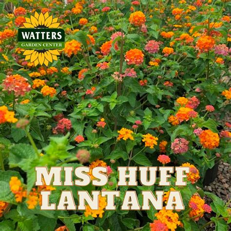 Watters Garden Center Prescott Az Local Plants And Garden Supplies