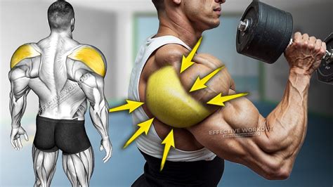 5 Best Rear Delt Exercise Huge Shoulders Rear Delt Exercises