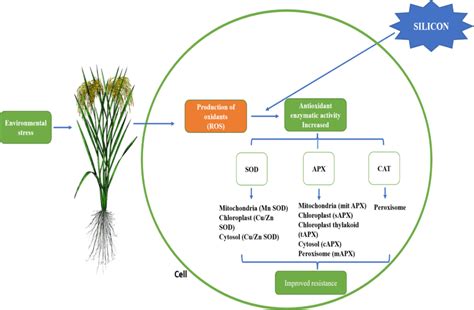 Schematic Representation Of The Interaction Of Silicon Against Download Scientific Diagram