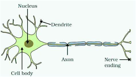 Structure Of Neuron EduRev Class 10 Question
