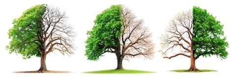 Four Seasons Trees Isolated On White Or Transparent Background Set Of Trees In Spring Side View