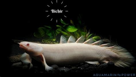 Bichir Ultimate Care Guide Tankmates Breeding Diet Types And All 2026